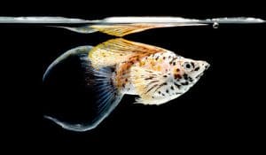 Molly Fish Ultimate Guide: Types, Care, Food, Lifespan, Etc