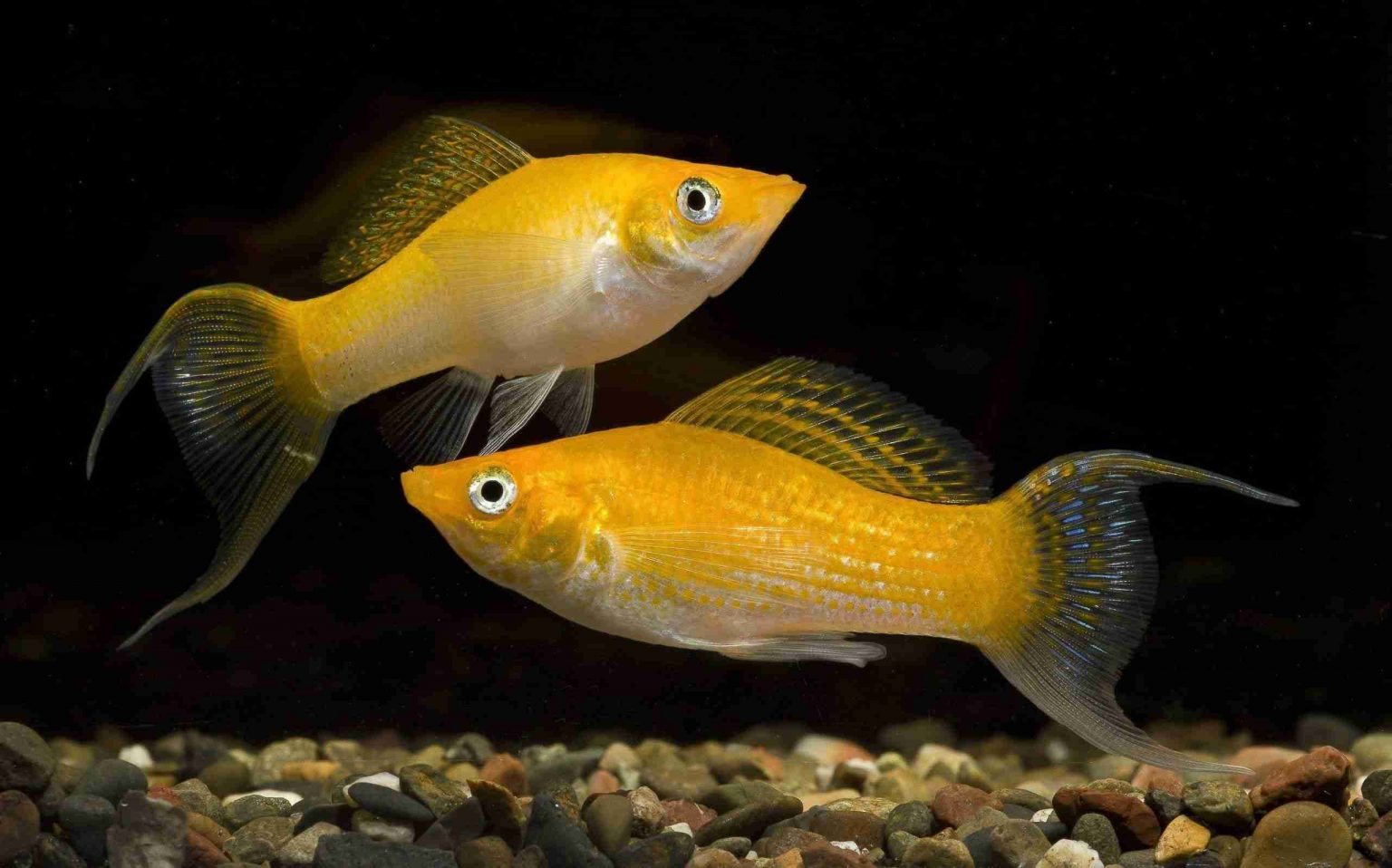 Molly Fish Ultimate Guide: Types, Care, Food, Lifespan, Etc