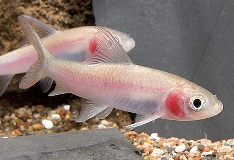 11 Types of Freshwater Aquarium Sharks: A Quick Guide