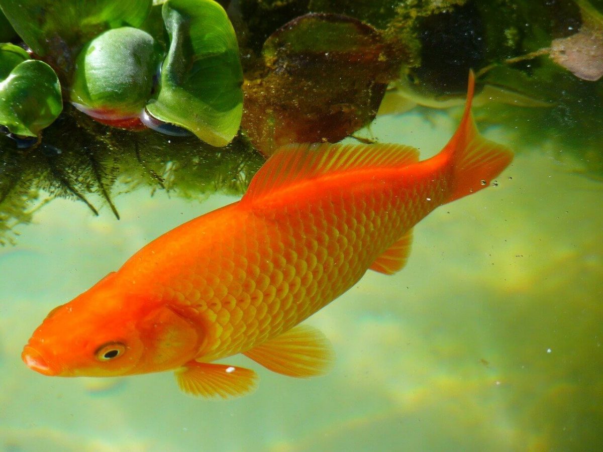 Dropsy Disease in Fish: Causes, Symptoms, Treatment, and Prevention