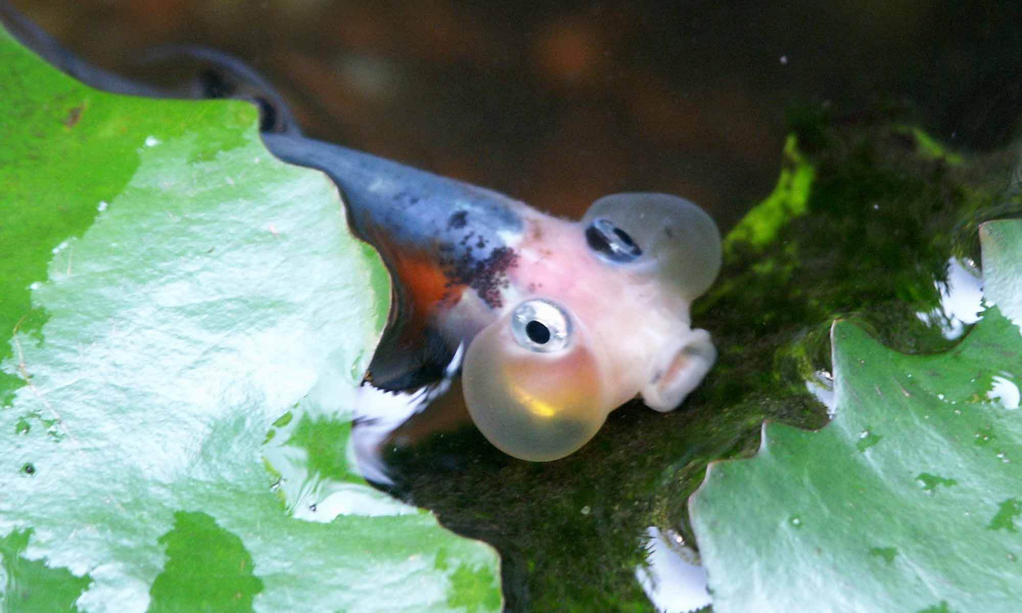 Bubble Eye Goldfish Care: Size, Lifespan, Tank Mates And More