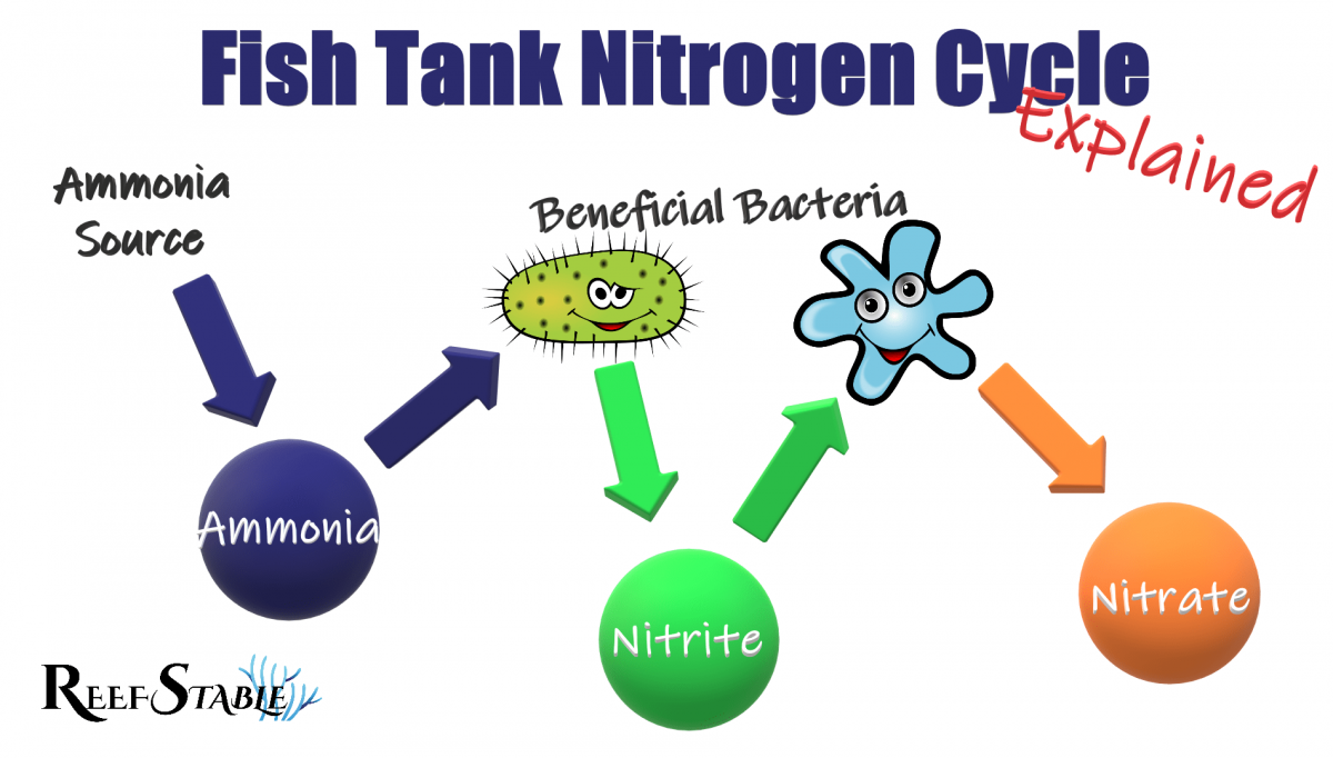 Understanding Nitrogen Cycle in Aquarium for Beginners