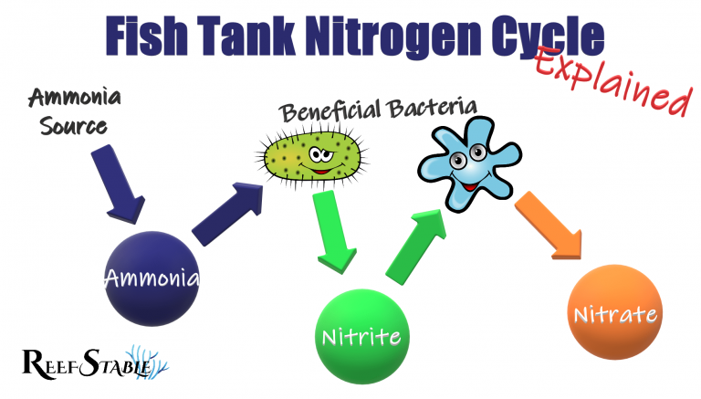 Understanding Nitrogen Cycle in Aquarium for Beginners