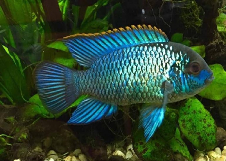 Electric Blue Acara Care: Size, Lifespan, Tank Setup, Breeding, and More