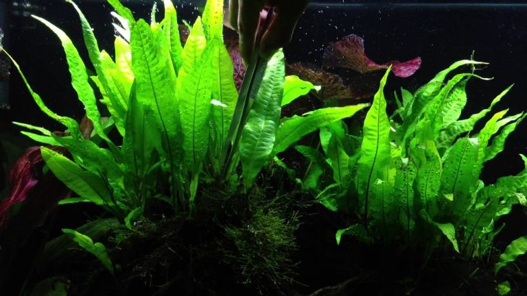 Java Fern: Planting, Growing, Caring & Propagation Guide
