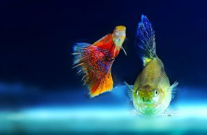 When and How Do Fish Mate? Reproduction Classifications Explained!